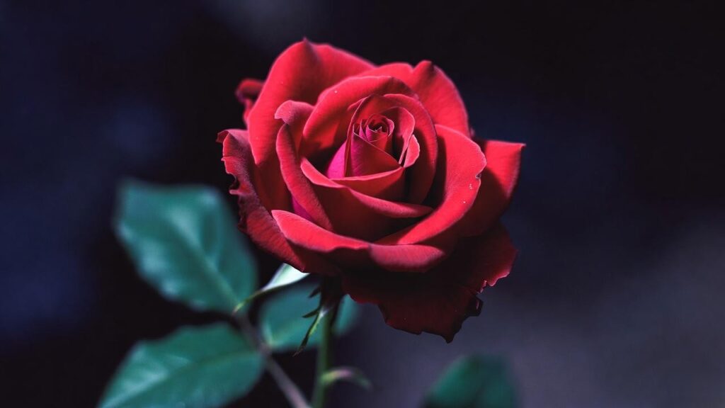 No Fear Shakespeare Romeo and Juliet: Side-by-Side Translation